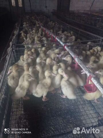 Утята разных возрастов