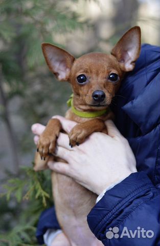 Рыжее солнышко Ника, док-ты РКФ