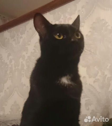 Ищем дом молодому коту