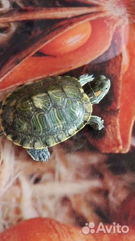 Черепаха маленькая