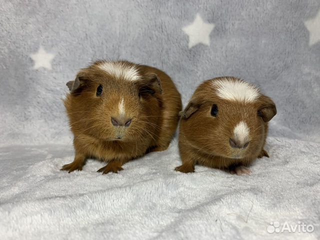 Морские свинки крестед малыши мальчики