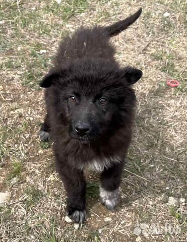 Мальчик в добрые руки