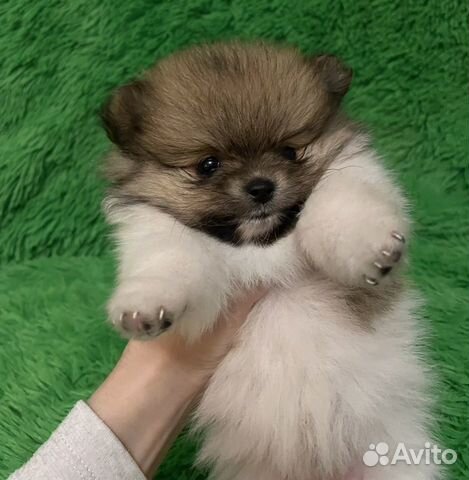 Щенки шпица