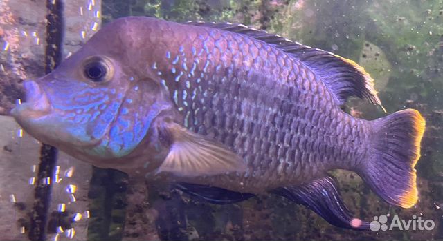 Акара бирюзовая огромный самец