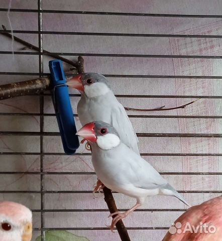 Рисовые амадинки