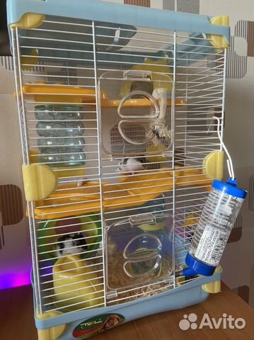 Хомяки джунгарики с клеткой девочки