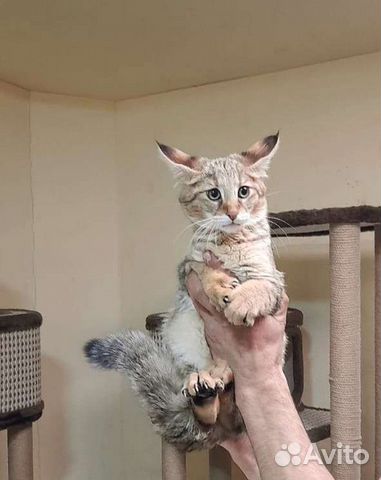 Кошка чаузи ф1