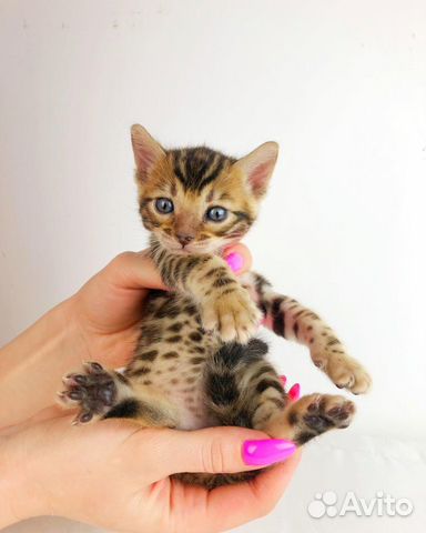 Бенгальские котята мальчик