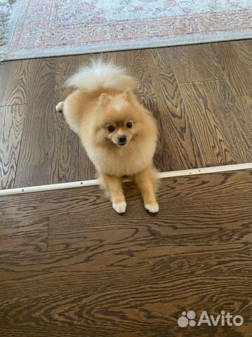 Вязка собак шпиц