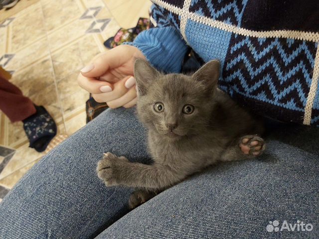 Котенок кошечка, как русская голубая