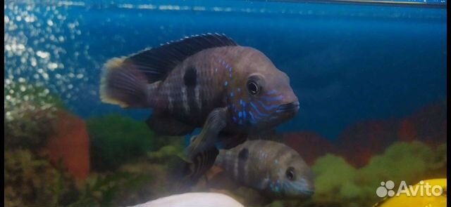 Акара бирюзовая