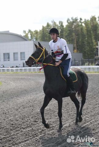 Скаковая кобыла