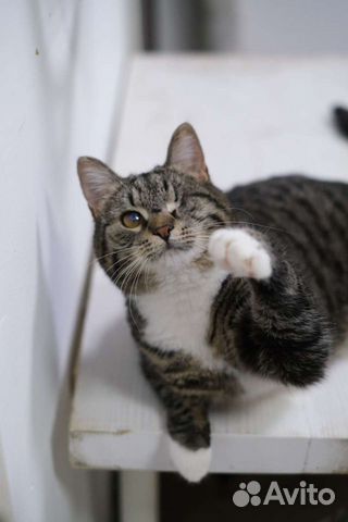 Кошка Крошка Софи