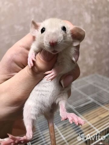 Крысята дамбо девочки