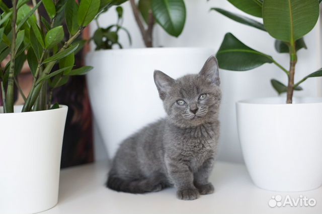 Манчкин кот мальчик