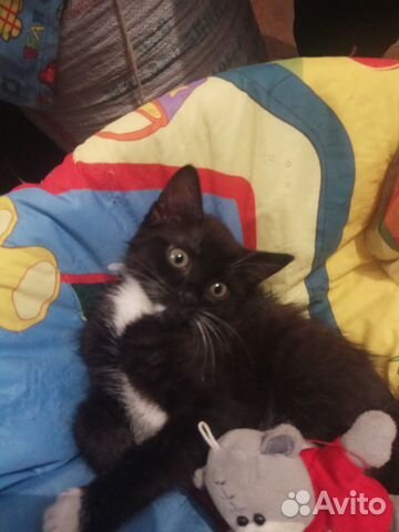 Отличный котик в добрые руки