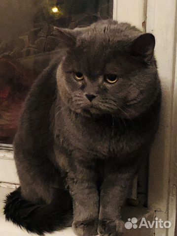 Кошки котята британские