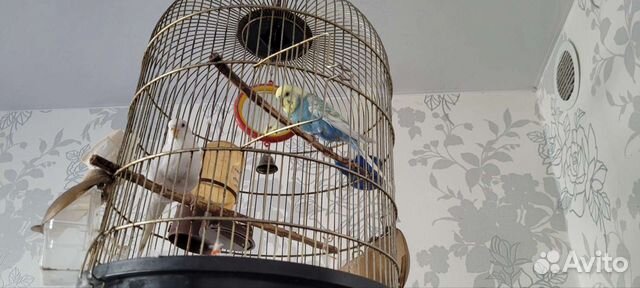 Попугаи ручные