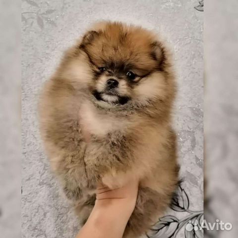 Померанский шпиц