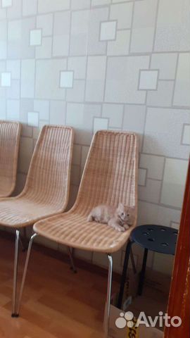 Катёнок курильского бабтейла