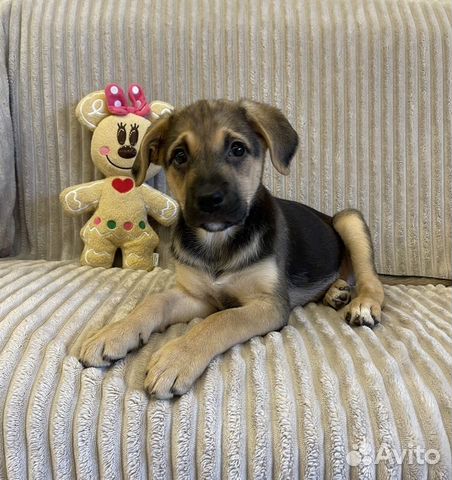 Щенок овчарки Варя в добрые руки