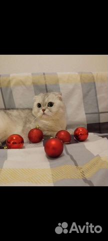 Шотладская вислоухая