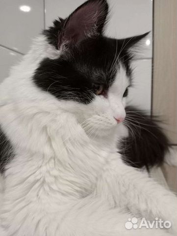 Котенок Чапа