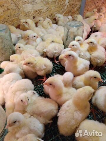 Цыпленок бройлер кобб500/росс308-Чехия