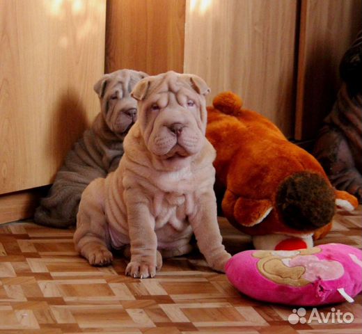 Очаровательная Солнечная девочка