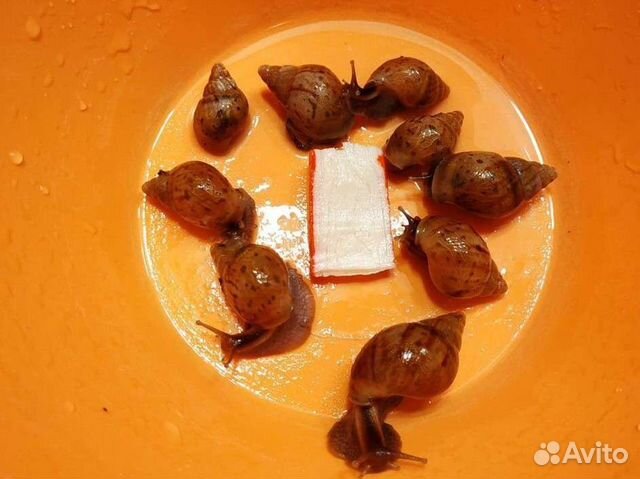 Улитки ахатины