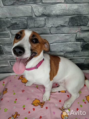 Девочка 9 мес. Джек Рассел