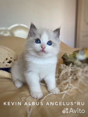 Котенок рэгдолл