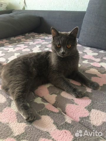 Кошка британская прямоухая