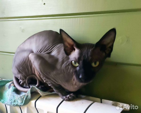 Канадский сфинкс