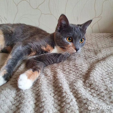 Кошка Нюша