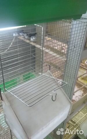 Кольчатые Астрильды