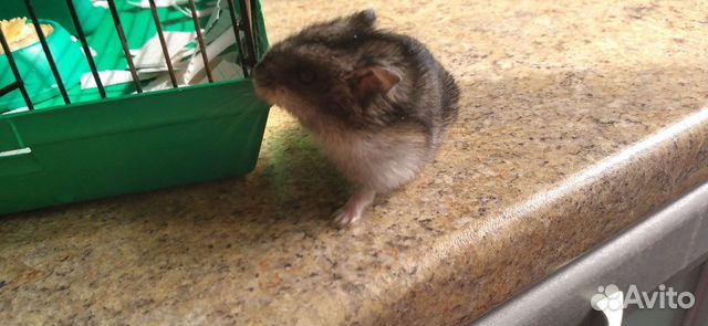 Джунгарскии хомячки