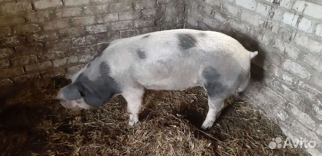 Хряк Пьетрен-Ландрас