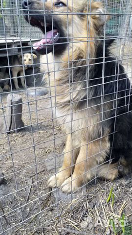 Маленькая собака. Щенок. Девочка. Сука