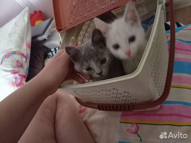 Отдам двух пушистых девочек в хорошие руки