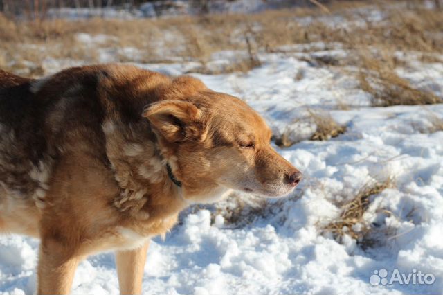 Царь(приют) ищет свой дом