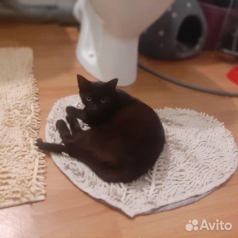 Котенок подросток в добрые ручки
