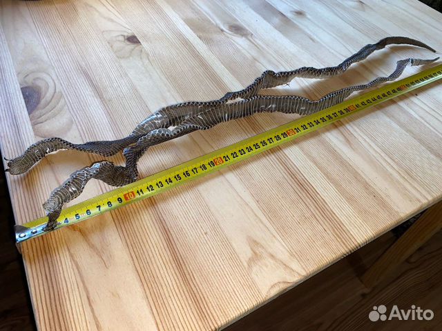 Шкурка змеи свежий выползок