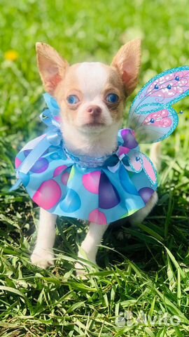 Очаровашки чихуашки