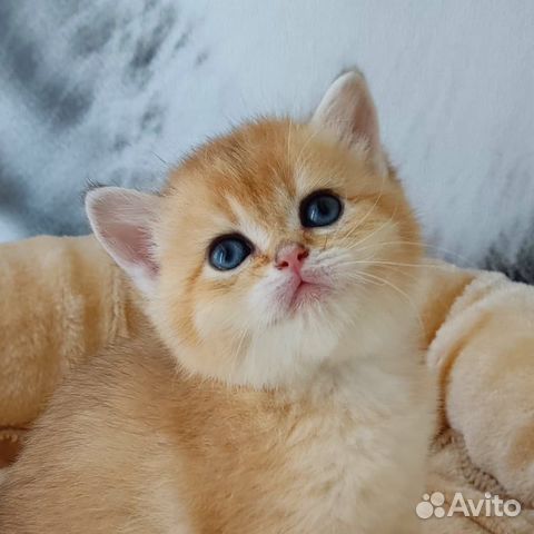 Британская Золотая шиншилла