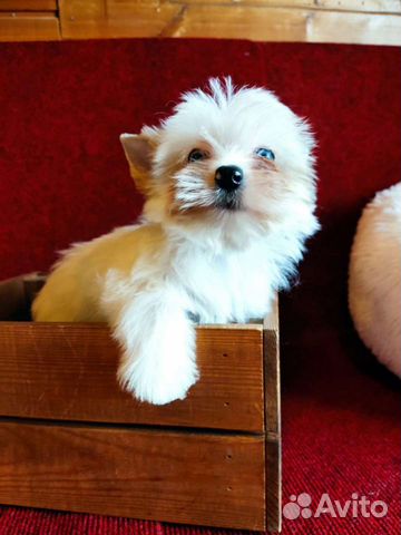 Голубоглазая блондинка