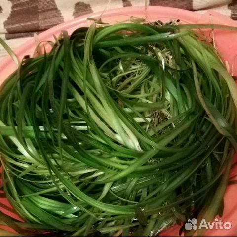 Валеснерия, водоросли в аквариум