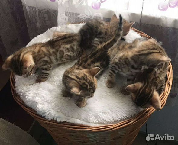 Бенгальские котята бронь
