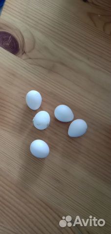 Яйцо кореллы