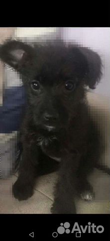 Собаки щенки